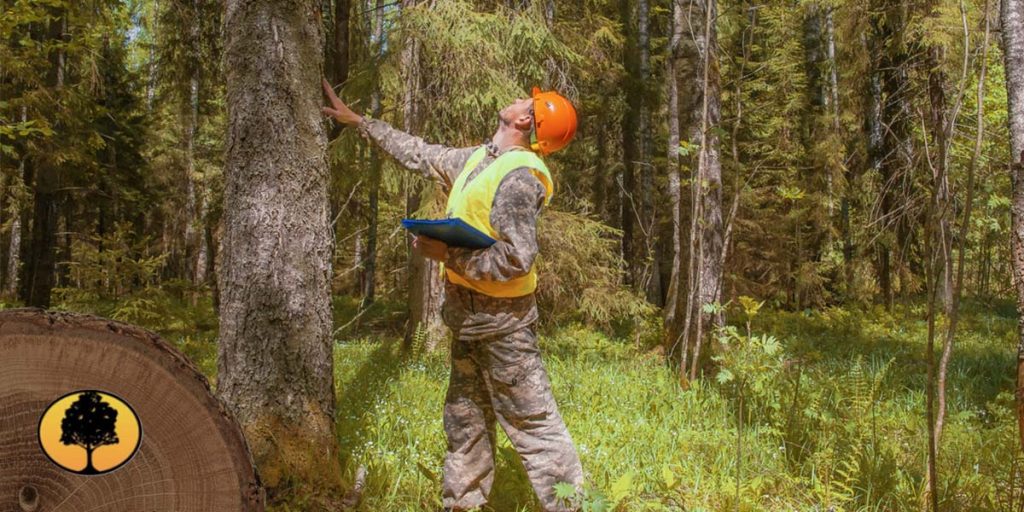 What is an Arborist? | Browns Tree Service