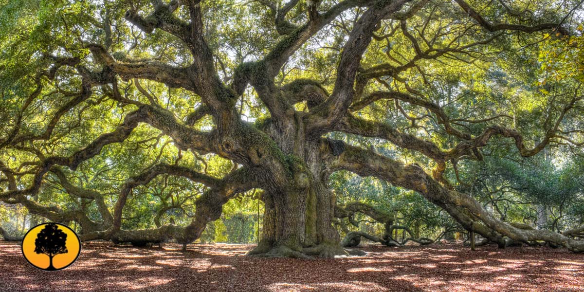 Is My Tree Dead? - Brown's Tree Service
